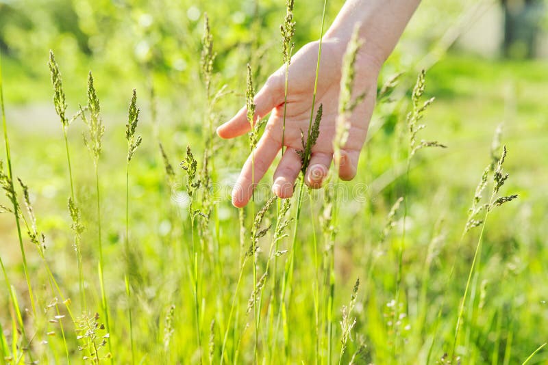 Spring Time, Woman`s Hand with Green Field Herbs Stock Photo - Image of ...