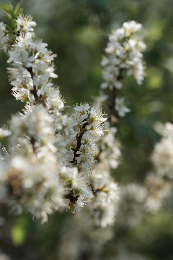 Spring Times - Blooming Tree Sour Cherry Stock Photo - Image of floral ...
