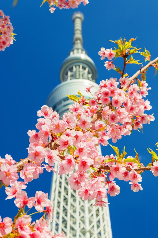 Spring in Tokyo editorial photo. Image of steeple, pink - 269870821