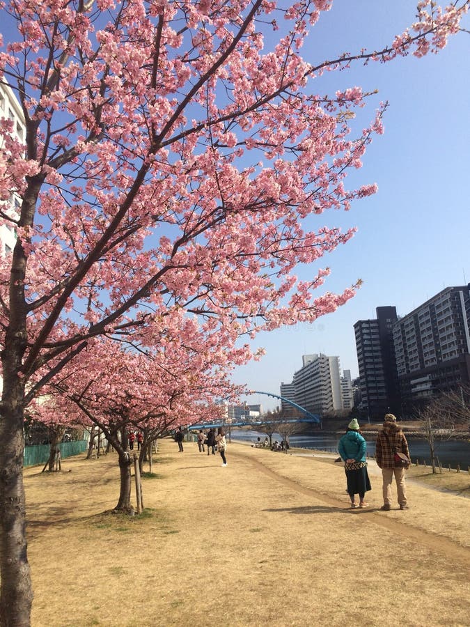 Spring in Tokyo editorial photography. Image of walk - 114999072