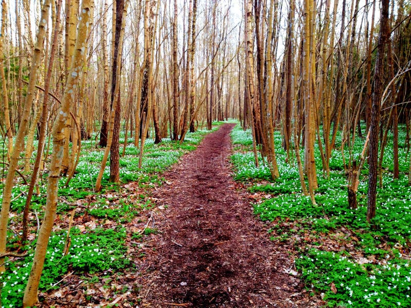Spring trail stock photo. Image of path, nature, spring - 39471726