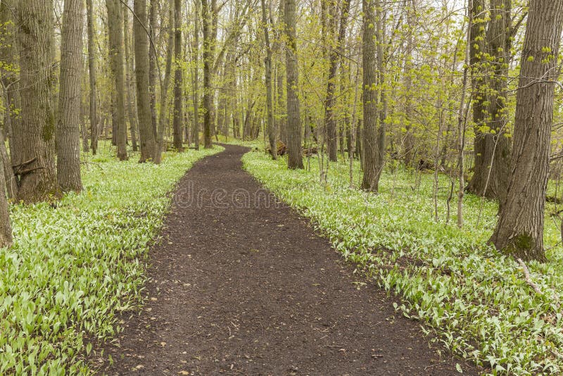 Spring Trail in Woods stock image. Image of nature, trail - 24498017