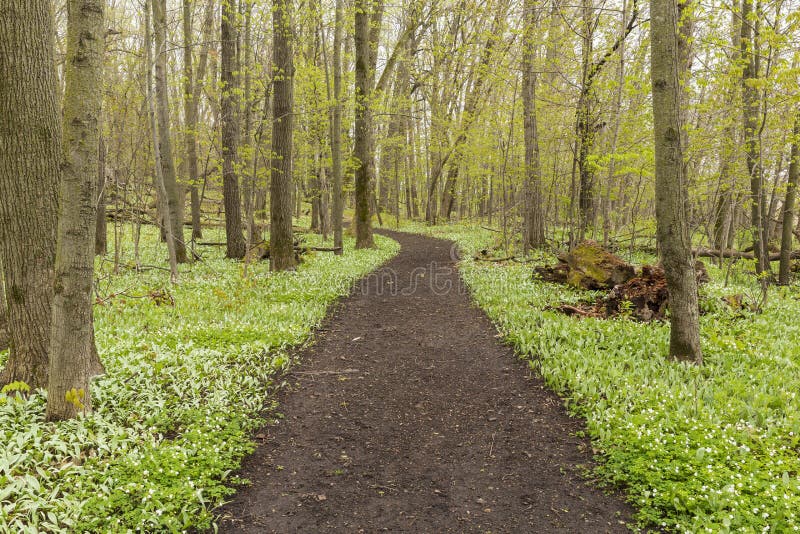 Spring Trail in Woods stock image. Image of nature, trail - 24498017
