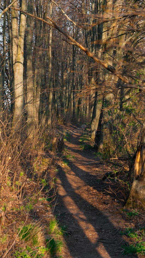 Spring Trail Walk in the Forest. Trees without Leaves Stock Photo ...