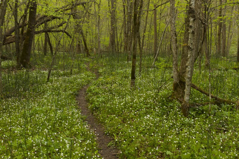 Spring Trail in Woods stock image. Image of nature, trail - 24498017