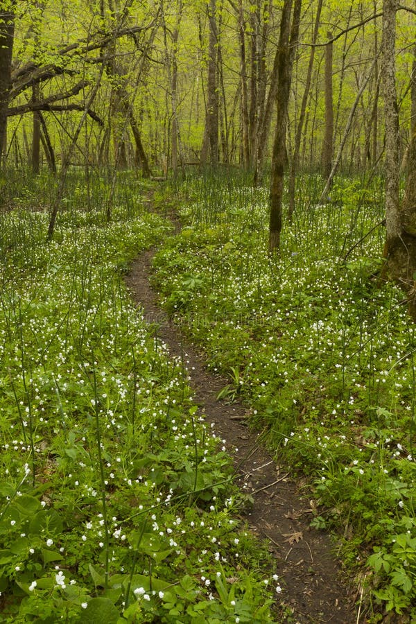 Spring Trail in Woods stock photo. Image of path, trees - 24498064