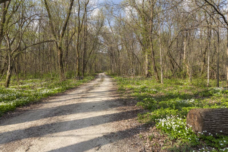 Spring Trail in Woods stock image. Image of nature, trail - 24498017