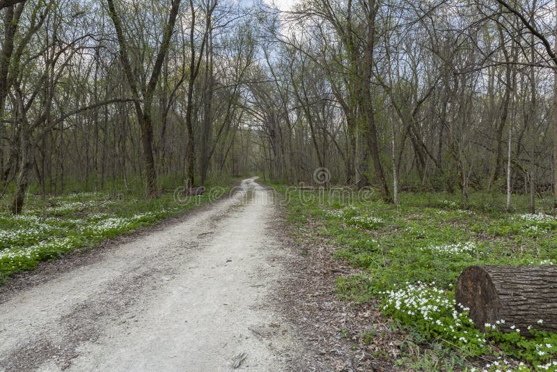 Spring Trail in Woods stock image. Image of nature, trail - 24498017