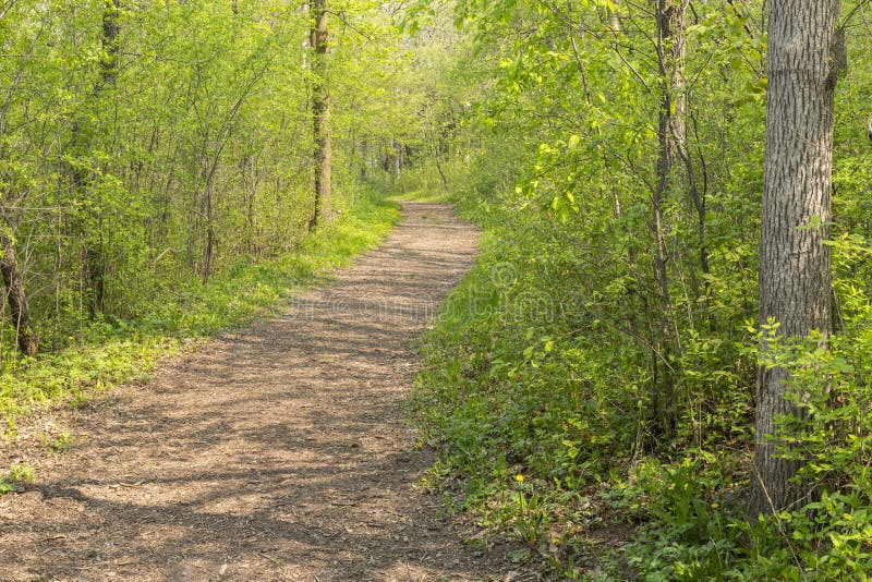Spring Trail in Woods stock image. Image of trail, chester - 72453817