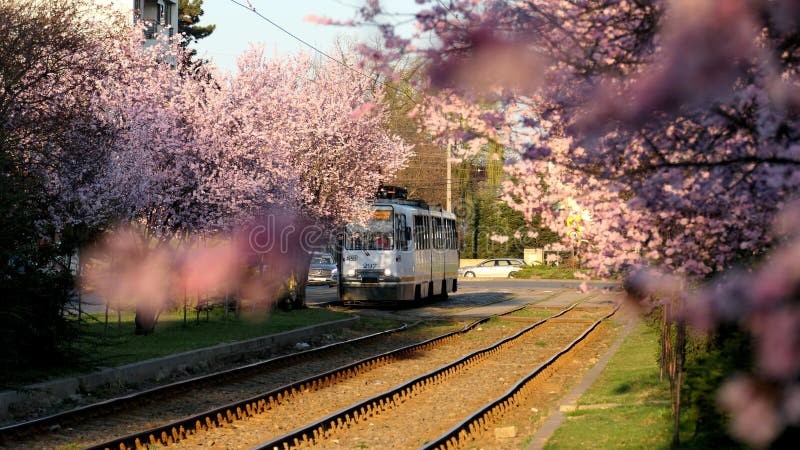 Spring and Tramway in Bucharest Editorial Photo - Image of spring ...