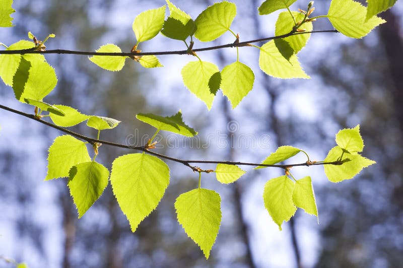 Spring tree stock photo. Image of horizontal, beauty - 24736438