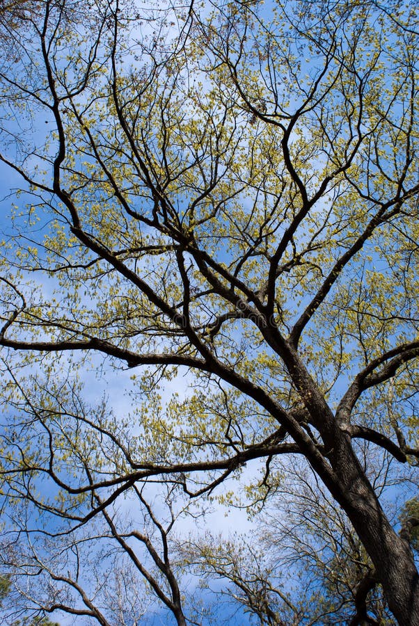 Spring Tree stock image. Image of blossom, bark, blue - 27753679