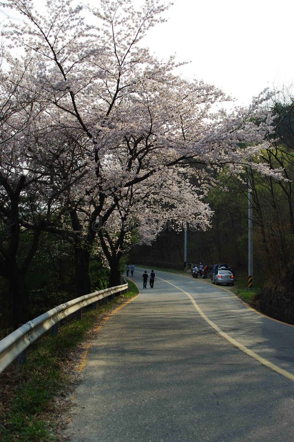 Spring editorial image. Image of outdoors, road, tree - 82425250