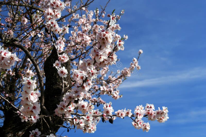 Spring Tree stock image. Image of countryside, florist - 9767209