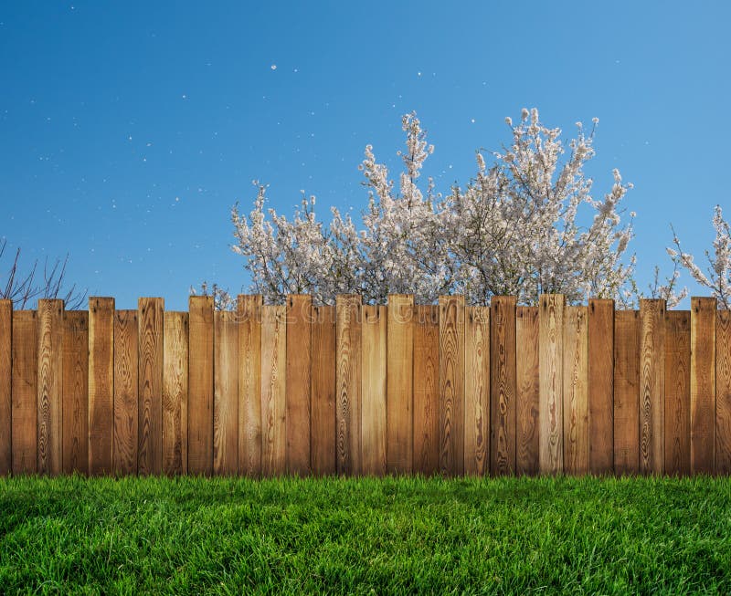 Spring Tree in Backyard and Wooden Garden Fence Stock Illustration ...