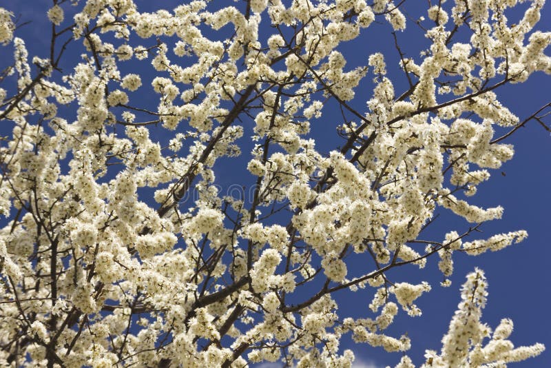 Spring tree stock image. Image of green, colorful, magic - 30340253