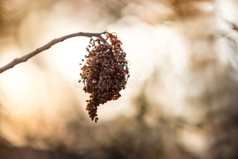 Dead Winter Garden Closeup. Stock Photo - Image of closeup, garden ...
