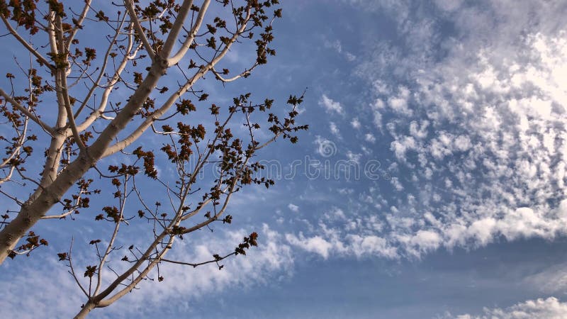 Spring Tree Bloom stock video. Video of clouds, abstract - 177781913