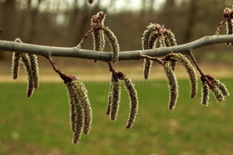 Early spring forest. stock photo. Image of plant, closeup - 377237706