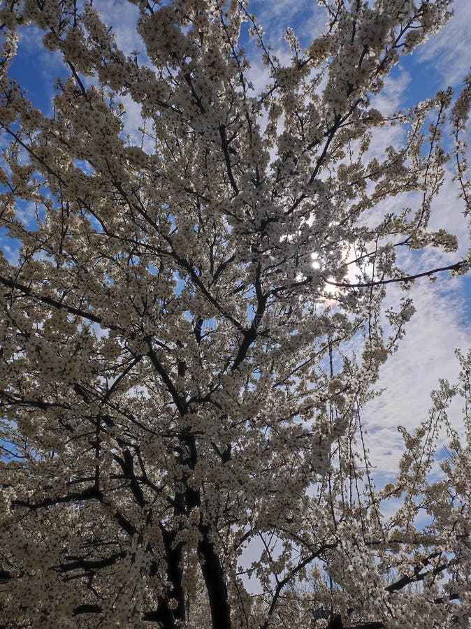 Spring Tree in Bloom, Sun and Blue Sky Stock Image - Image of ...