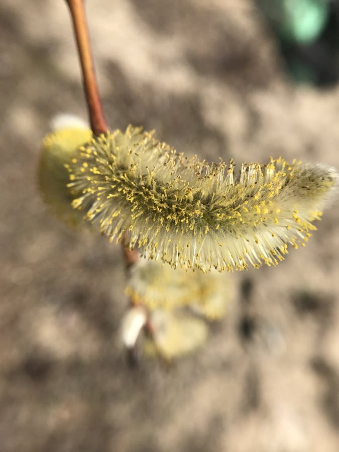 Spring Tree Bloomed on a Sunny Day Stock Image - Image of countryside ...