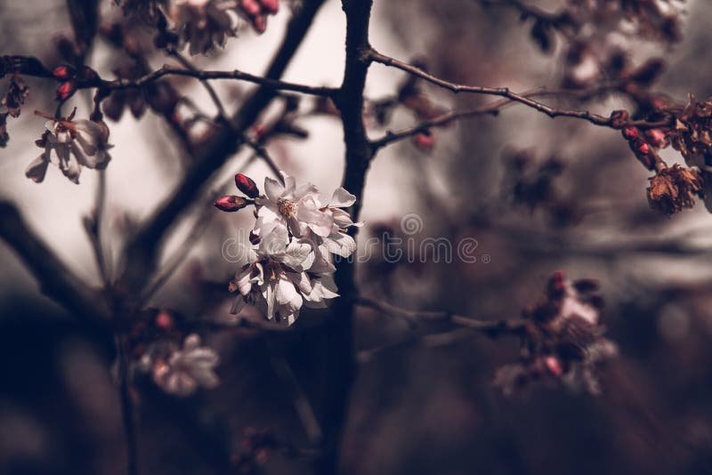Spring Tree Blooming in Pink in Close-up Outdoors in the Warm Sunshine ...