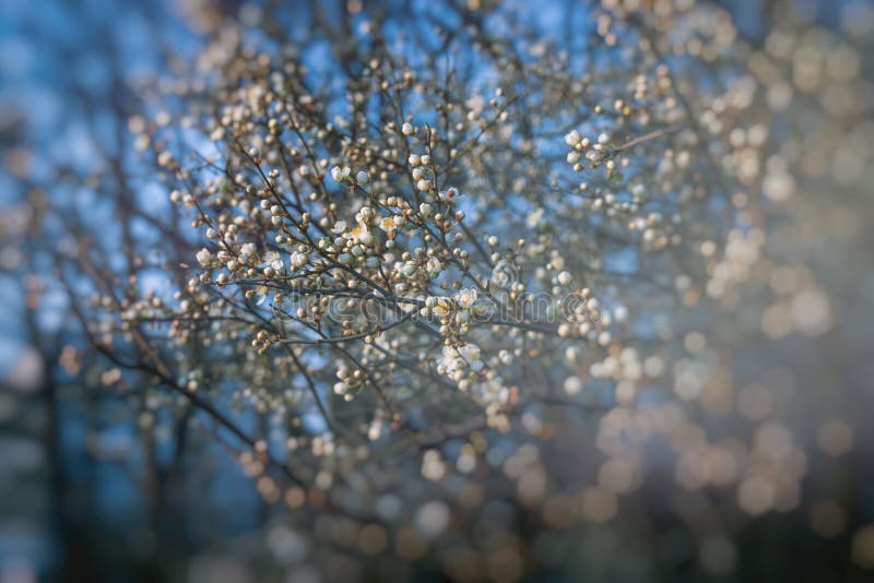 Spring Tree Blooming in Pink in Close-up Outdoors in the Warm Sunshine ...