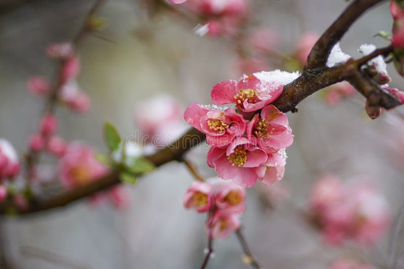 Spring Tree Blooms with Pink Flowers in March. Stock Image - Image of ...