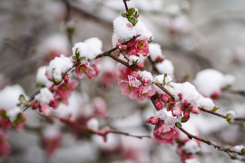 Spring Tree Blooms with Pink Flowers in March. Stock Image - Image of ...