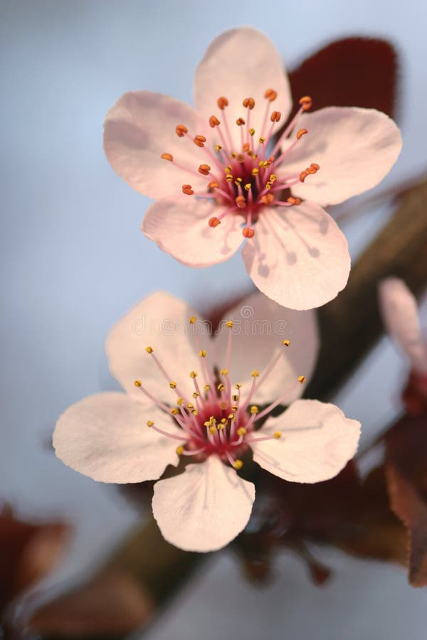 Spring tree blossom stock image. Image of branch, harmony - 5798867