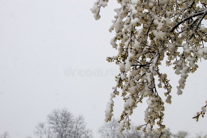 Spring Tree Blossom Covered with Snow during Sudden April Snow Cyclone ...