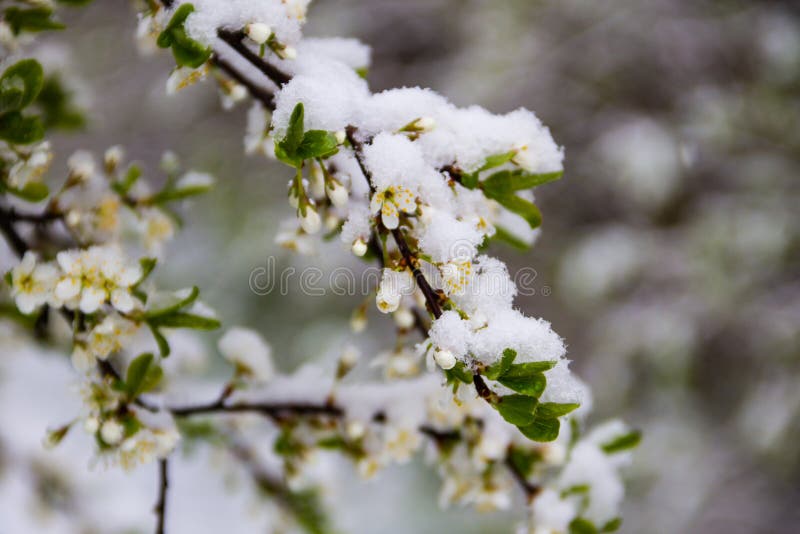 Spring Tree Blossom Covered with Snow during Sudden April Snow Cyclone ...