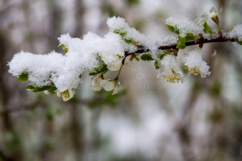 Spring Tree Blossom Covered with Sudden April Snow Cyclone in Ukraine ...