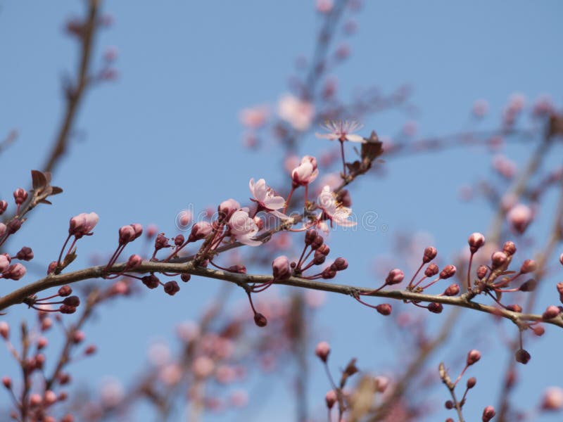 Spring Tree Blossom stock image. Image of flower, fresh - 38995507