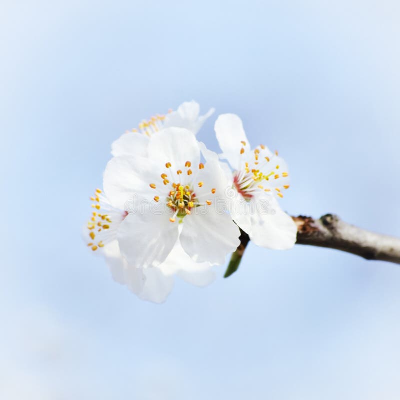 Spring Tree Blossom stock image. Image of cherry, plant - 51440779