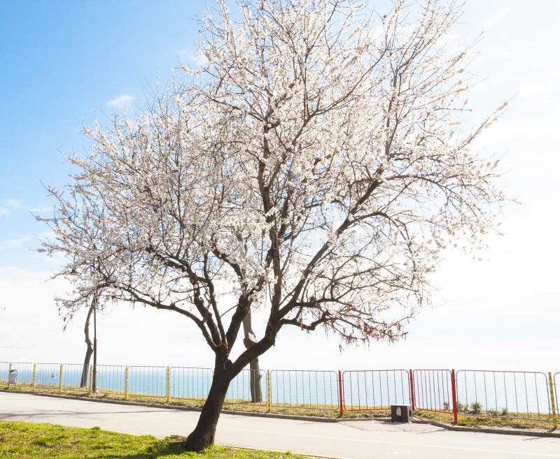 Spring Tree in Blossom in Seaside Park in Town Varna, Bulgaria. Stock ...