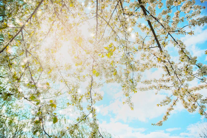 367,931 Sunshine Tree Photos - Free & Royalty-Free Stock Photos from ...