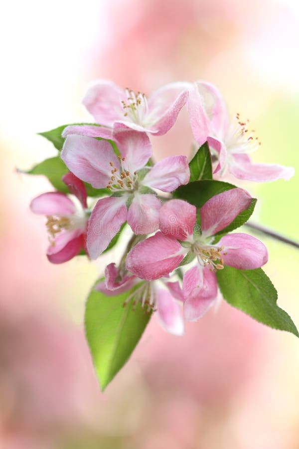 Spring Tree Blossoms stock photo. Image of apple, botanical - 13779356