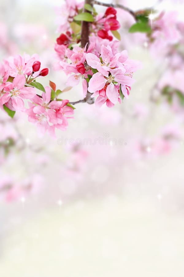 Spring Tree Blossoms stock photo. Image of copyspace - 30484708