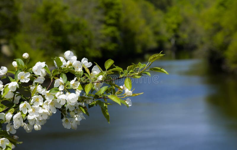 Spring Tree Blossoms in Maine Stock Image - Image of springtime, yellow ...