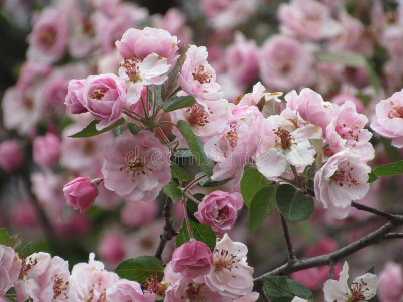Beautiful floral tree stock photo. Image of petal, plant - 277043286