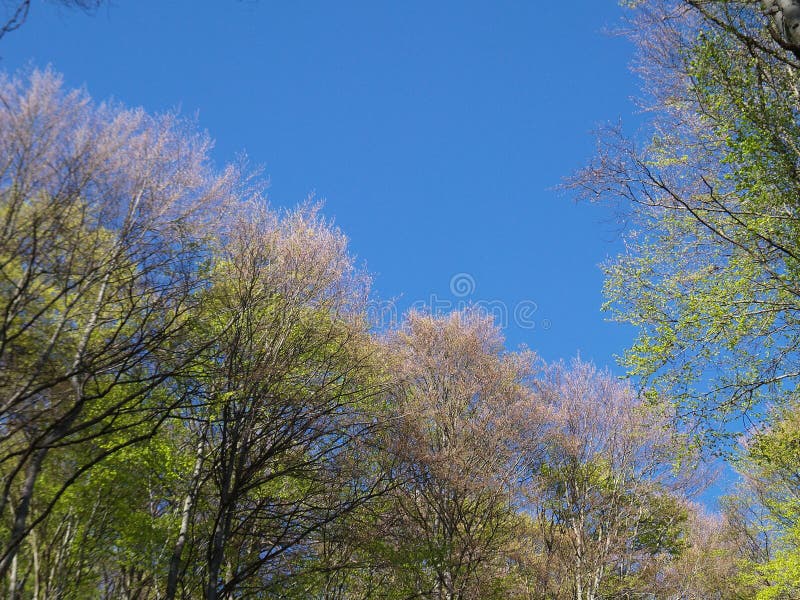 Spring tree with blue sky stock photo. Image of gray - 113787622