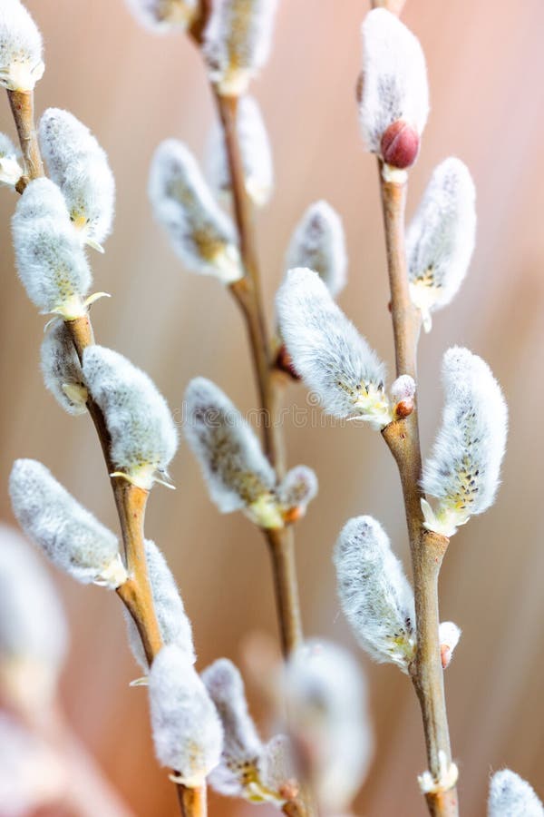 Spring stock photo. Image of summer, green, bokeh, boke - 86281724
