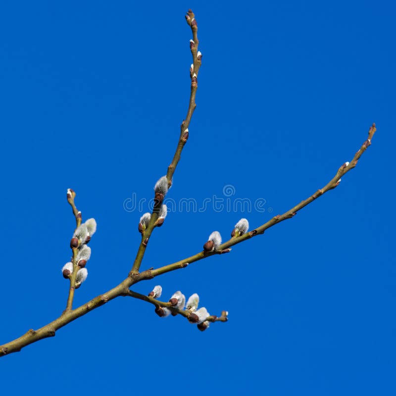 Spring stock image. Image of march, blossom, beginning - 30900815