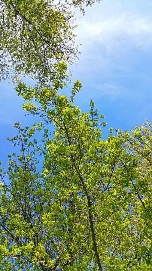 Spring Tree Branches on Blue Sky Stock Photo - Image of fresh, urban ...
