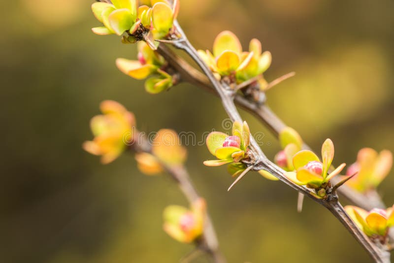 Spring Tree Branches and Buds Stock Photo - Image of beauty, natural ...
