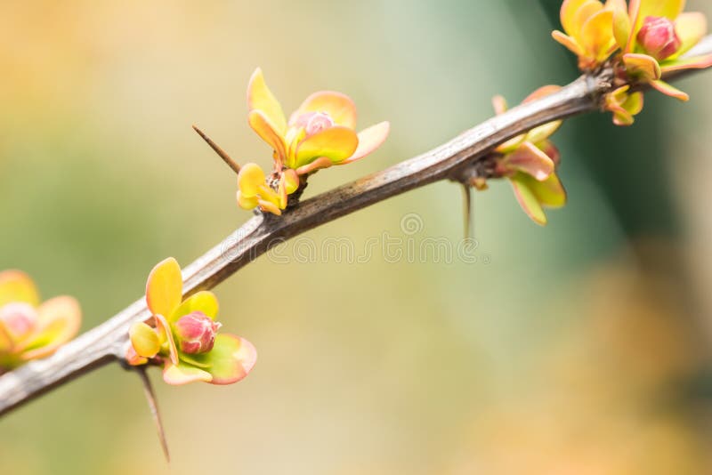 Spring Tree Branches and Buds Stock Photo - Image of closeup, budding ...