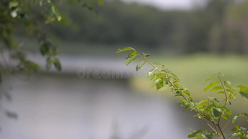 Spring Tree Branches. Green Nature Concept Stock Footage - Video of ...