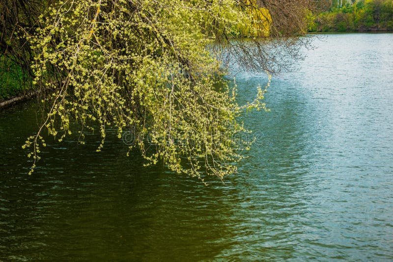 Spring Tree Branches Over Water Stock Photo - Image of botany ...