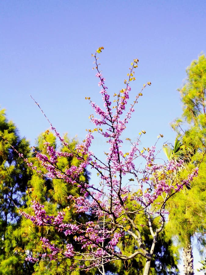 Spring Tree with Branches and Pink Flowers Stock Image - Image of ...